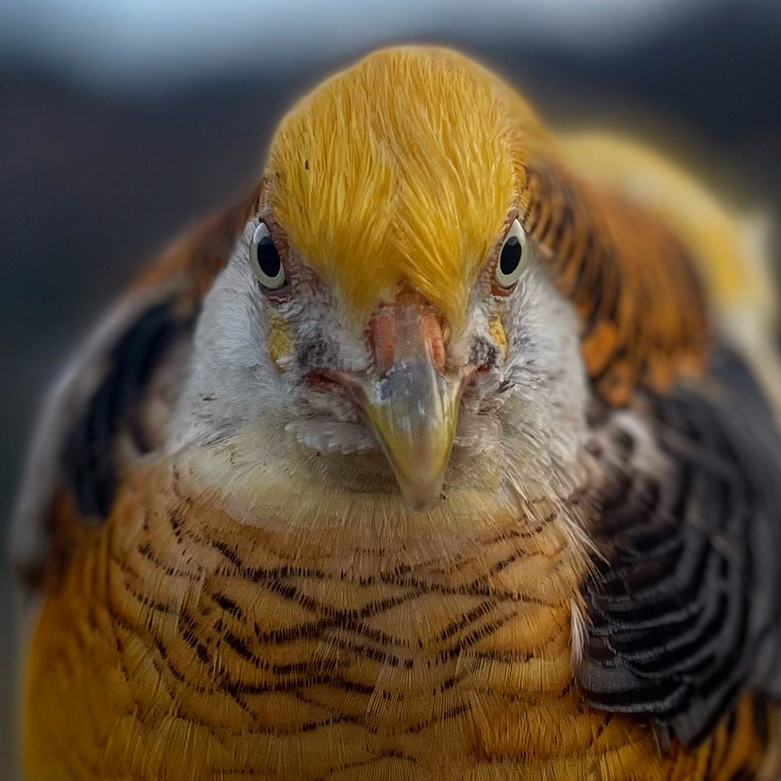 Fagiani – il portale indipendente di informazione avicola