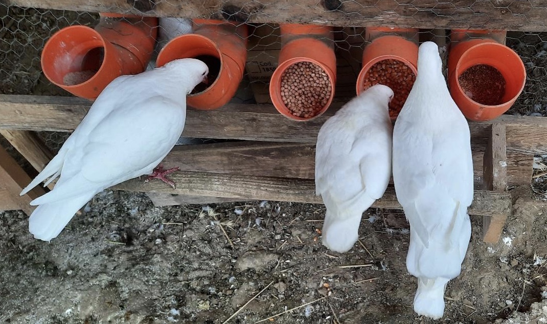 ALIMENTAZIONE DEI COLOMBI – il portale indipendente di informazione avicola